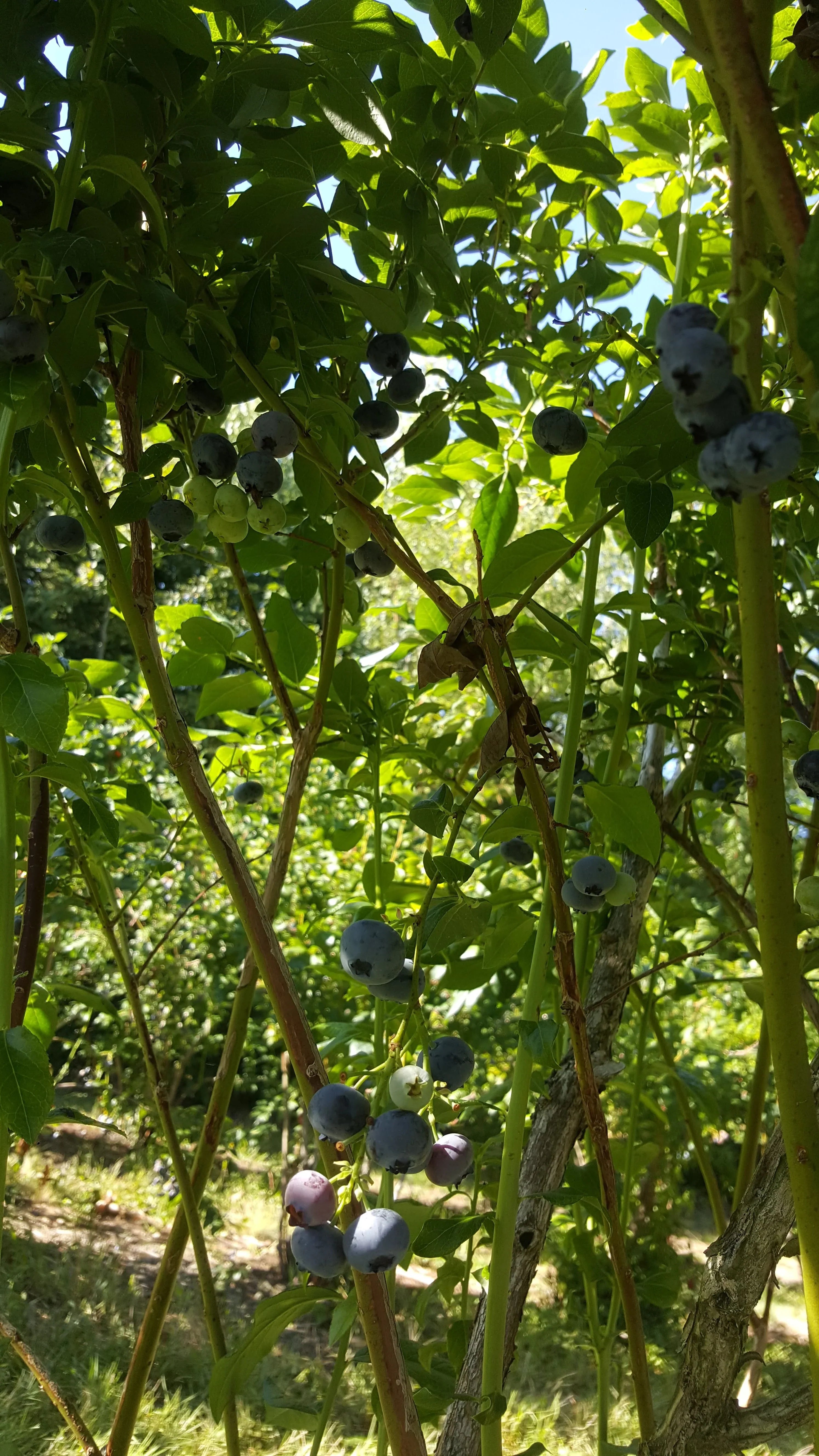 Blueberry Bushes – EVERGREEN