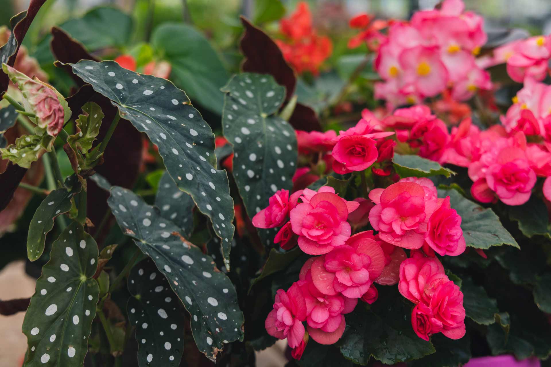 Begonia – EVERGREEN