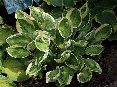 Captain’s Adventure Hosta Plant – EVERGREEN
