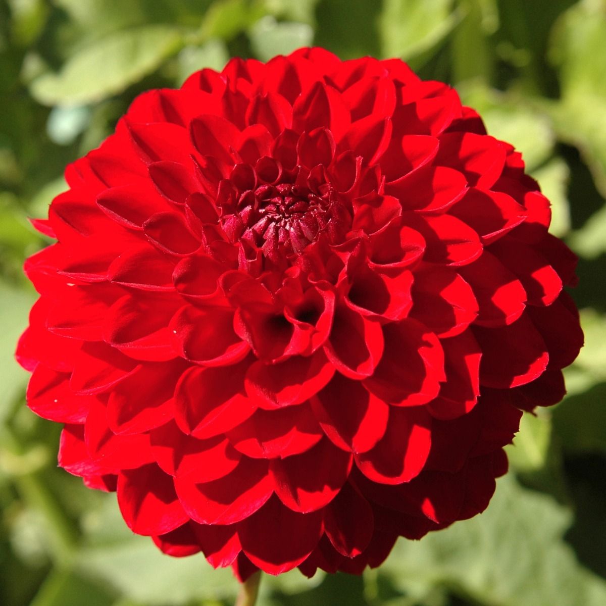 Ali Oop Dahlia – EVERGREEN