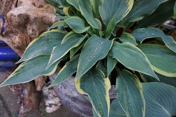 Wolverine Hosta Plant – EVERGREEN