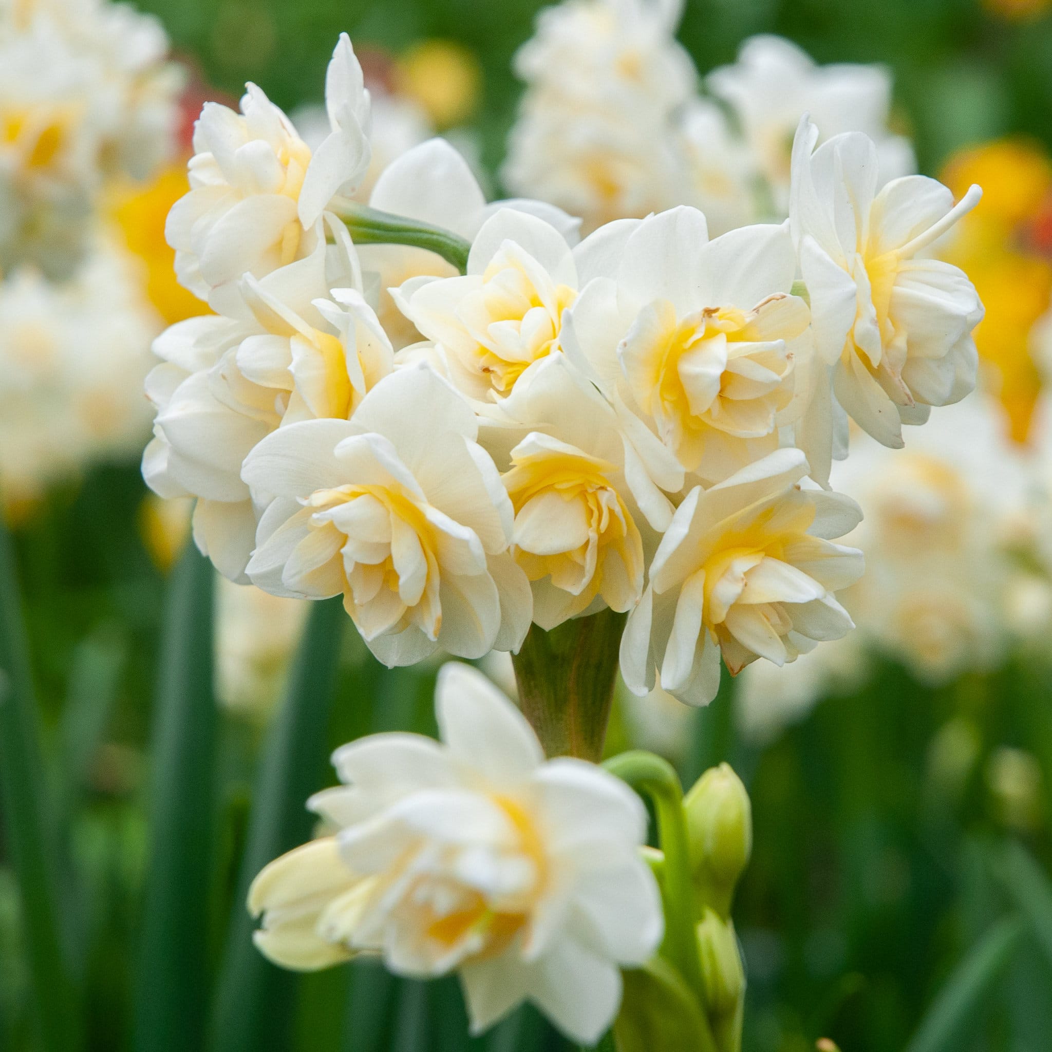Erlicheer Paperwhite Bulbs – EVERGREEN