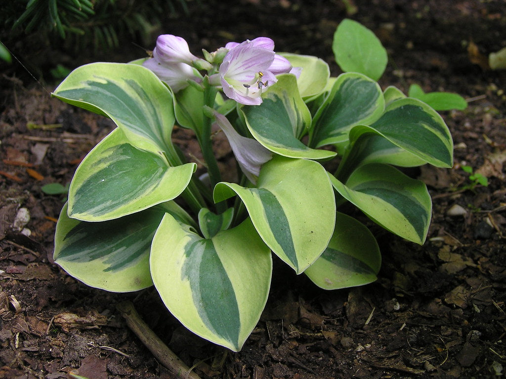 Frosted Mouse Ears Hosta Plant – EVERGREEN