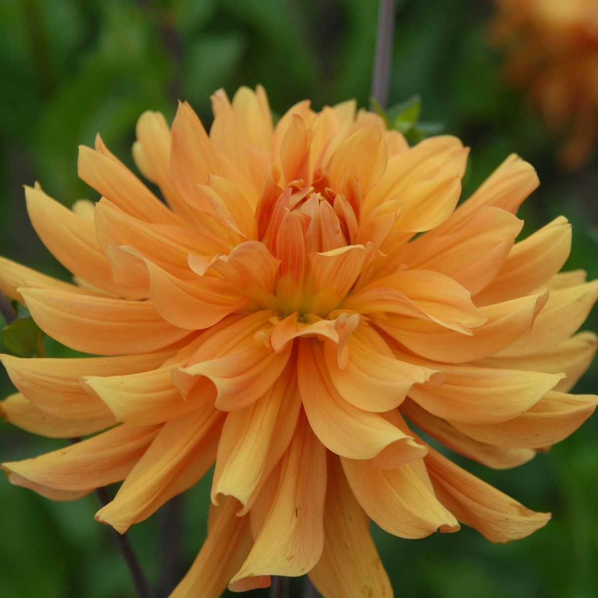 Andrew Charles Dahlia – EVERGREEN