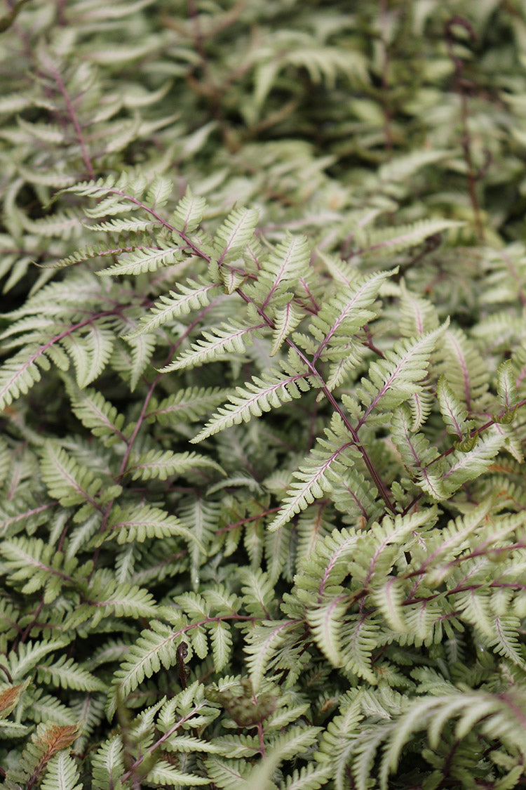 Athyrium Niponicum ‘Godzilla’ Giant Painted Fern – EVERGREEN