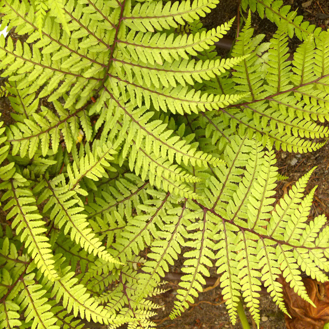 Athyrium Otophorum ‘Limelight’ Lady Fern – EVERGREEN
