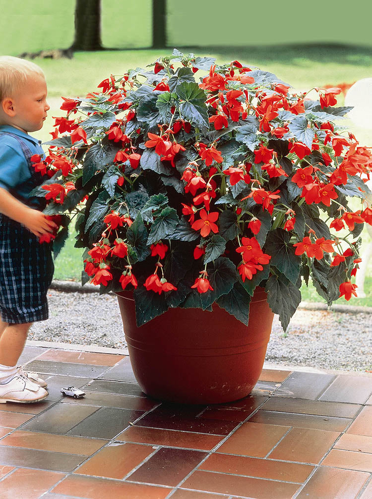 Bertini Skaugum Begonia – EVERGREEN