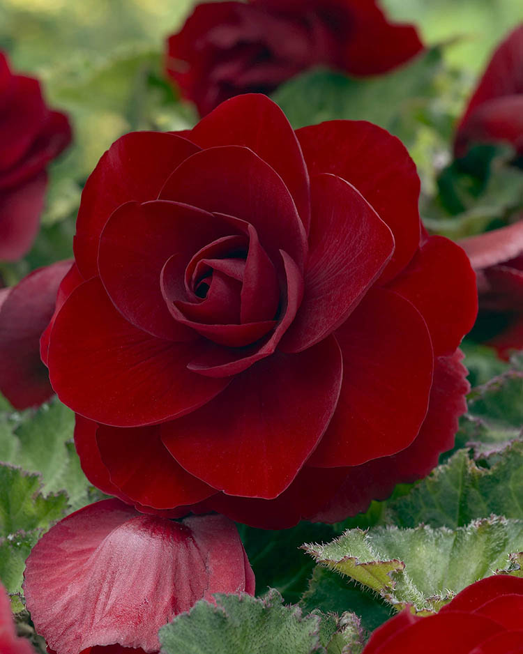 Red Double Camellia Begonia – EVERGREEN