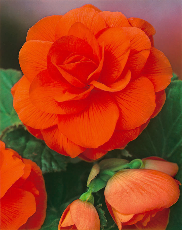 Orange Double Camellia Begonia – EVERGREEN