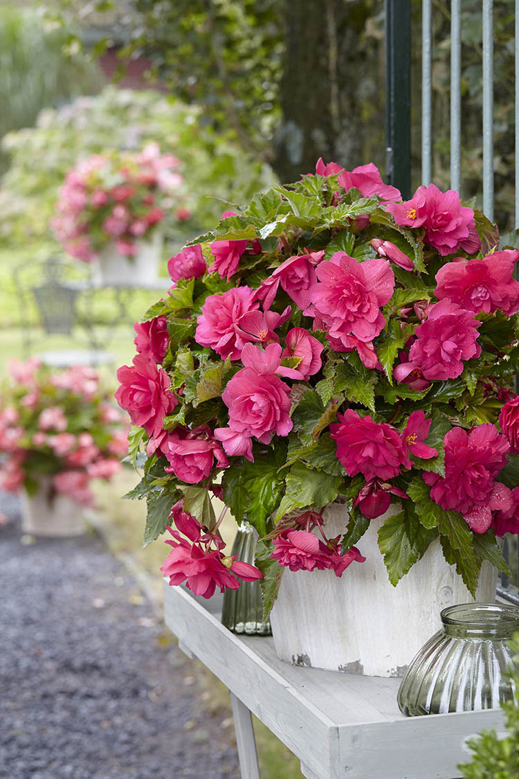 Pink Giant Double Pendula Begonia – EVERGREEN