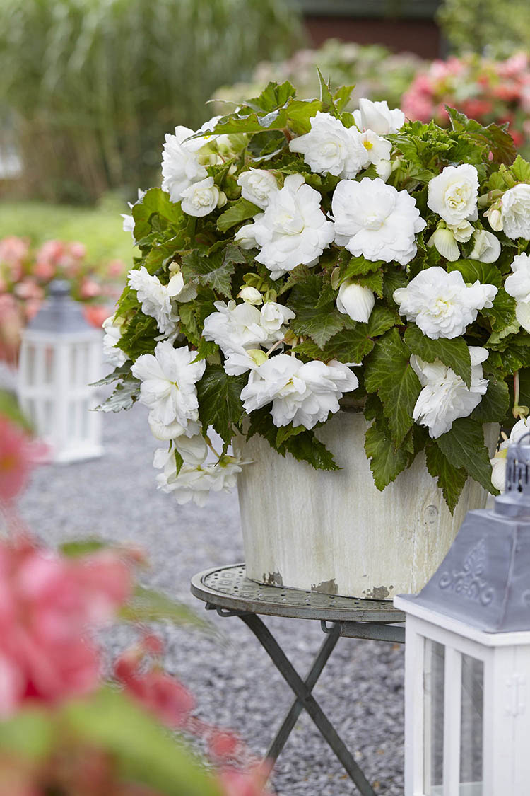 White Giant Double Pendula Begonia – EVERGREEN