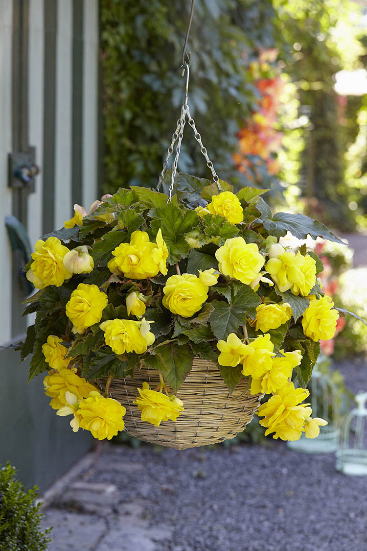 Yellow Giant Double Pendula Begonia – EVERGREEN