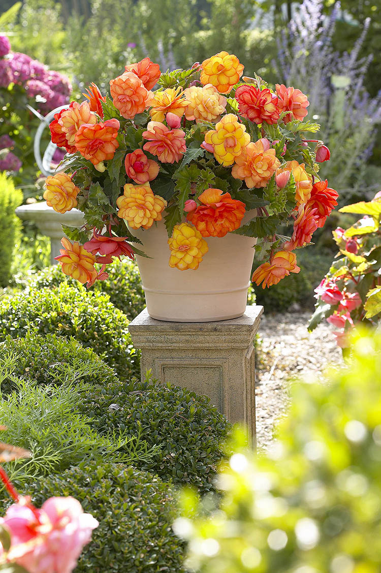 Golden Wave Begonia – EVERGREEN