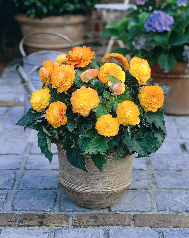 Apricot Non Stop Begonia – EVERGREEN
