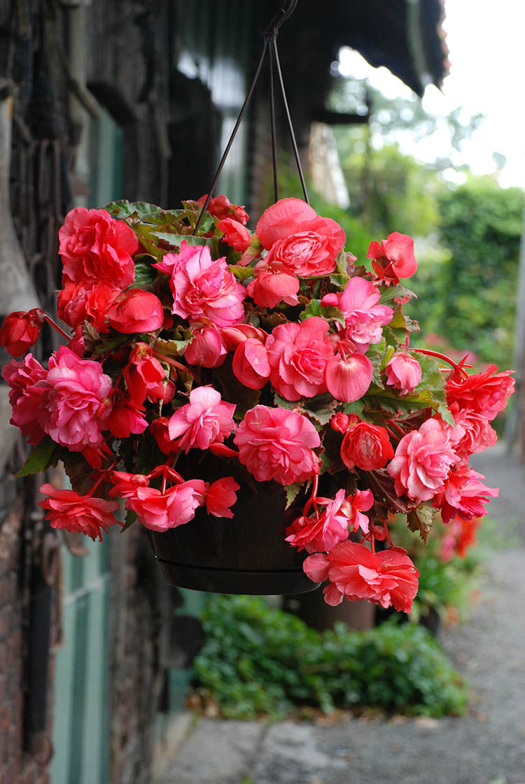 Pink Delight Begonia – EVERGREEN