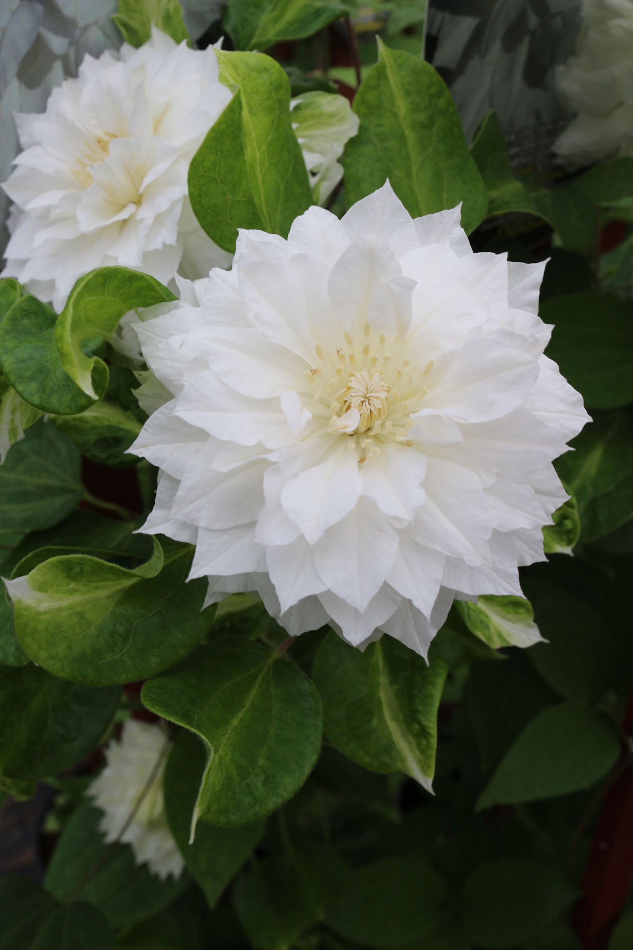 Duchess of Edinburgh Clematis Vine – EVERGREEN