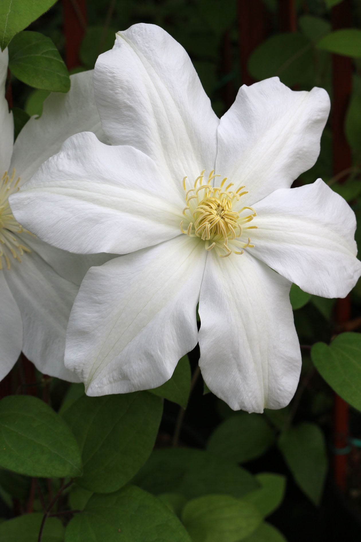 Toki Clematis Vine – EVERGREEN