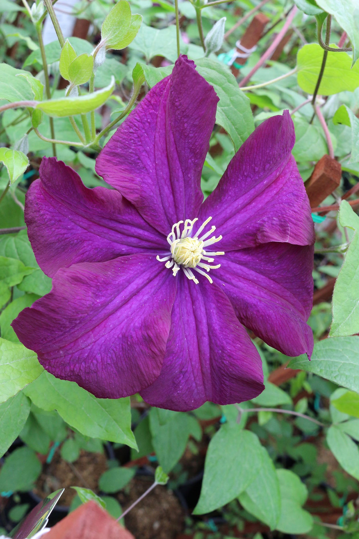 Warsaw Nike Clematis Vine – EVERGREEN
