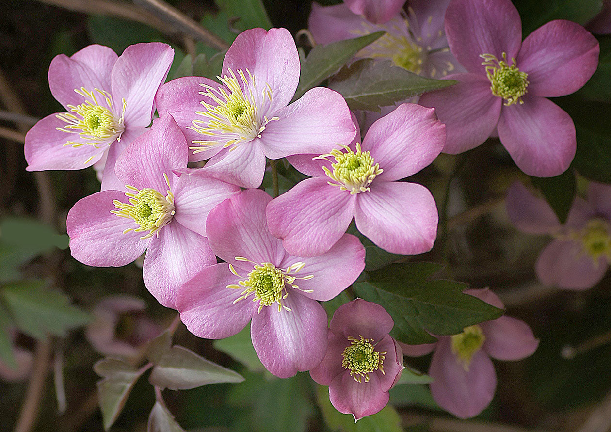 Montana Elizabeth Clematis Vine – EVERGREEN