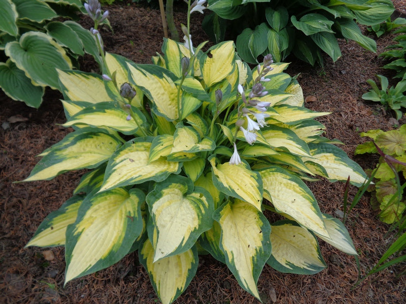 Orange Marmalade Hosta Plant – EVERGREEN