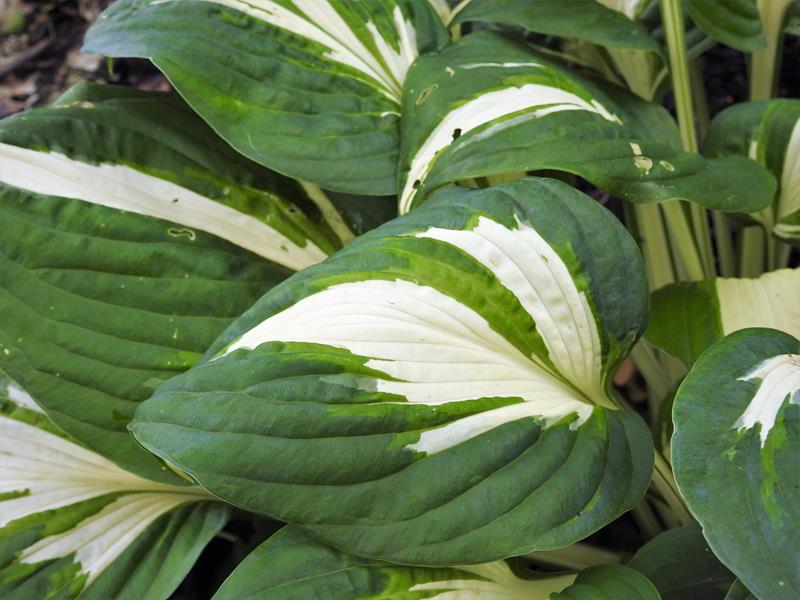 Vulcan Hosta Plant – EVERGREEN