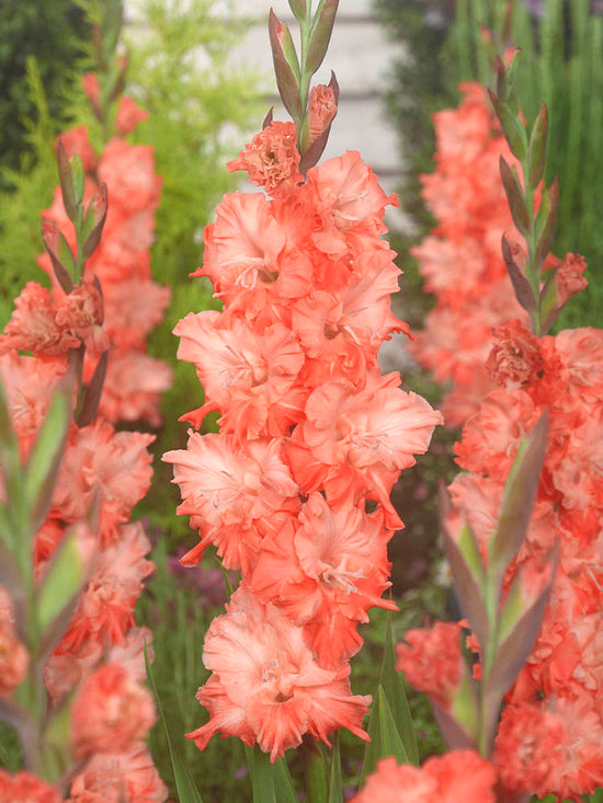 Charkov Gladiolus Corms – EVERGREEN