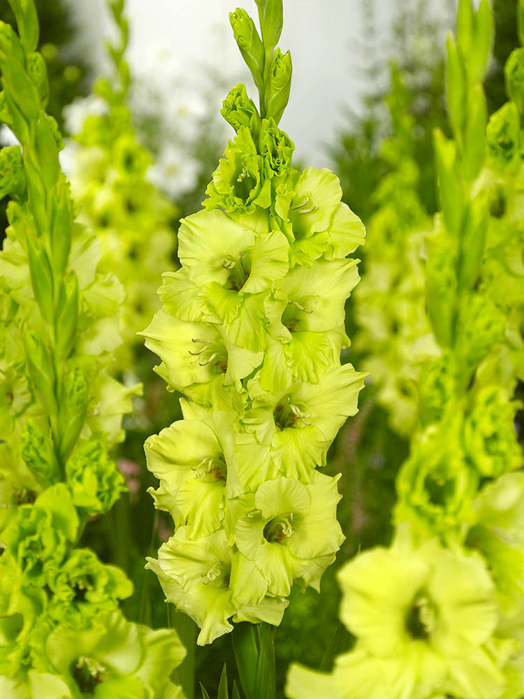 Evergreen Gladiolus Corms – EVERGREEN