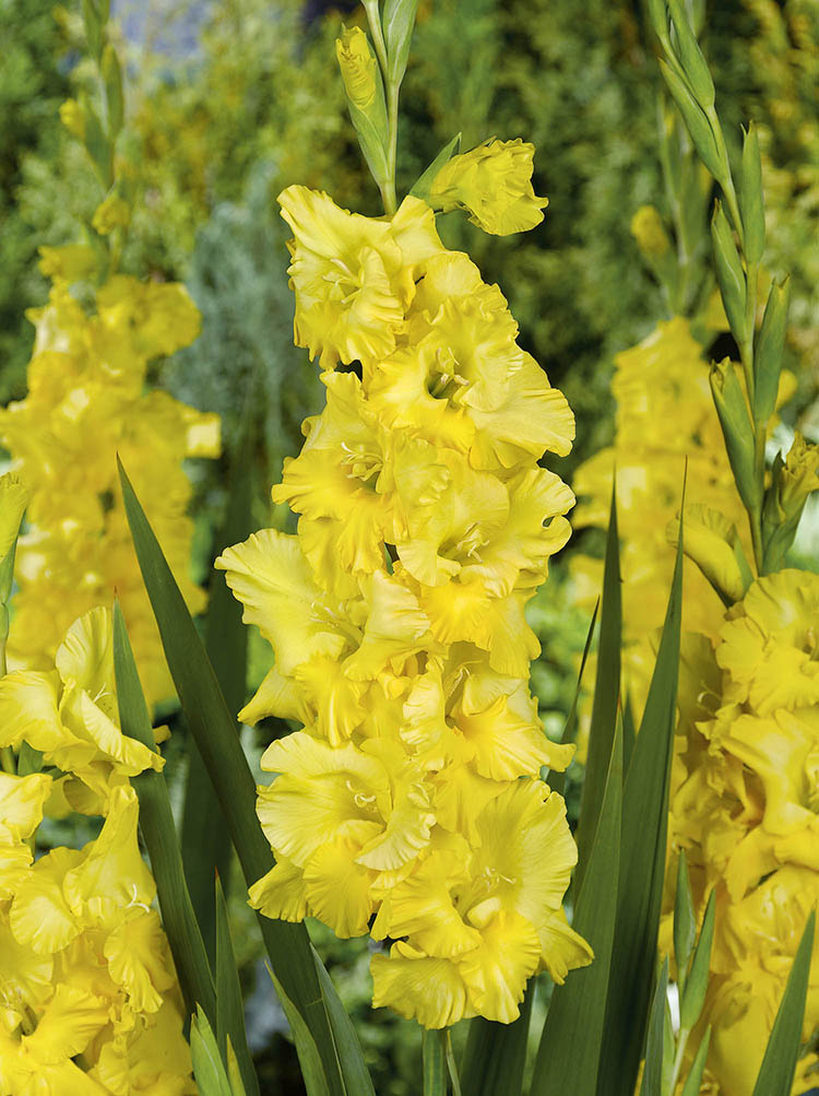Nova Lux Gladiolus Corms – EVERGREEN