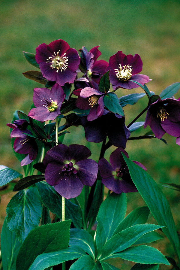 Hellebore orientalis Blue Lady – EVERGREEN