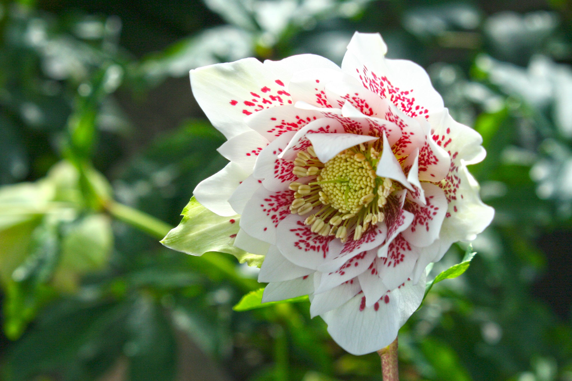 Hellebore North Star™ Ruby Heart – EVERGREEN