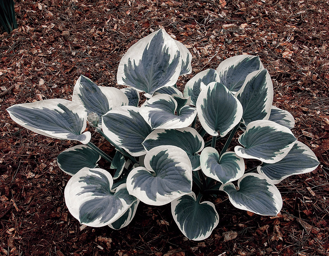Barbara Ann Hosta Plant – EVERGREEN