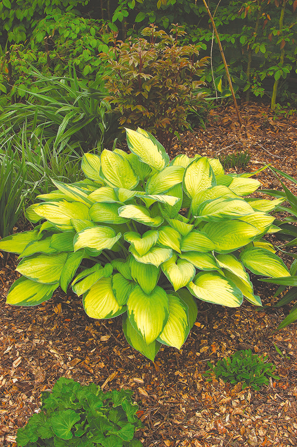 Fortunei Gold Standard Hosta Plant – EVERGREEN