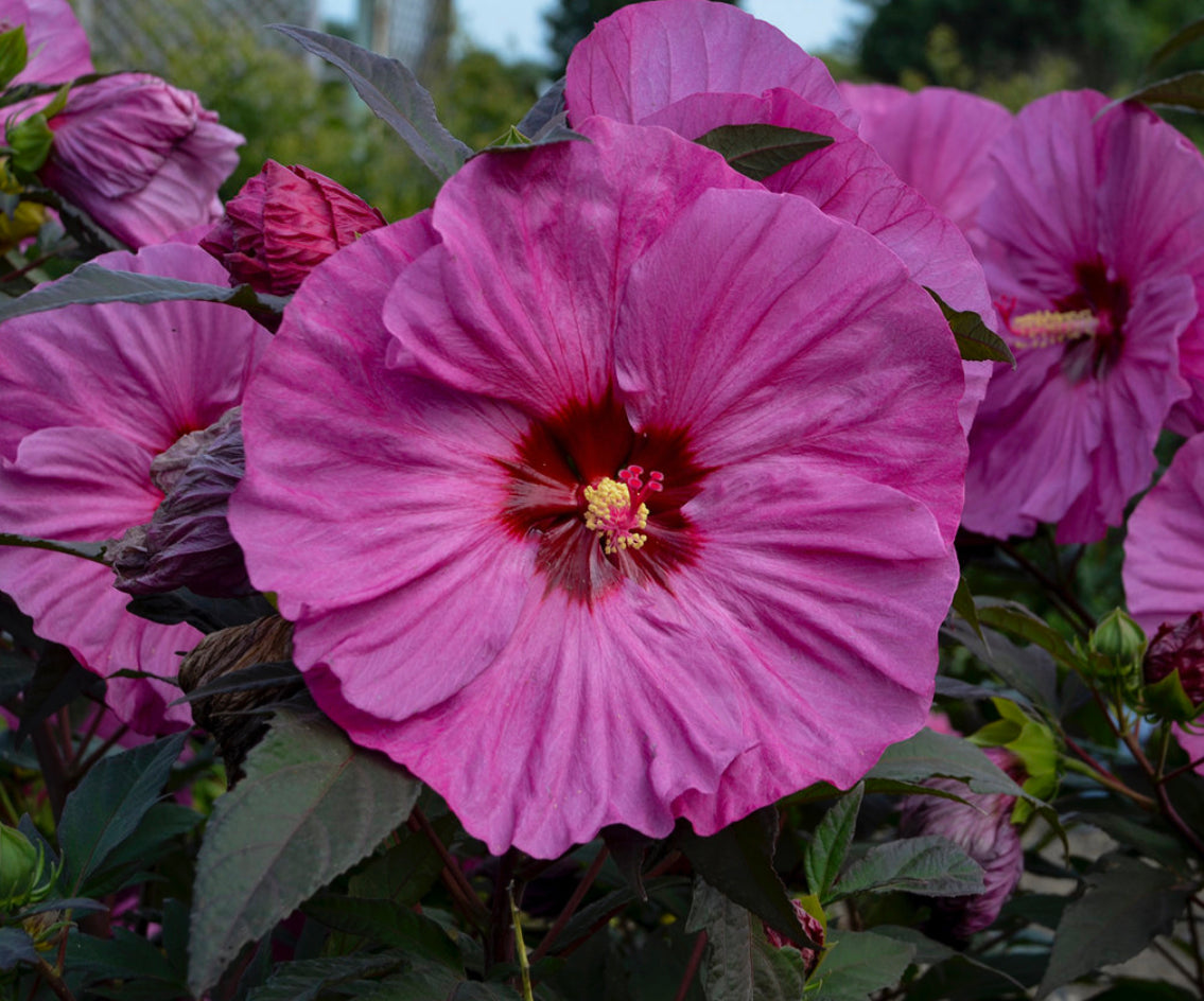 Berry Awesome Rose Mallow Perennial Hibiscus Plants – EVERGREEN