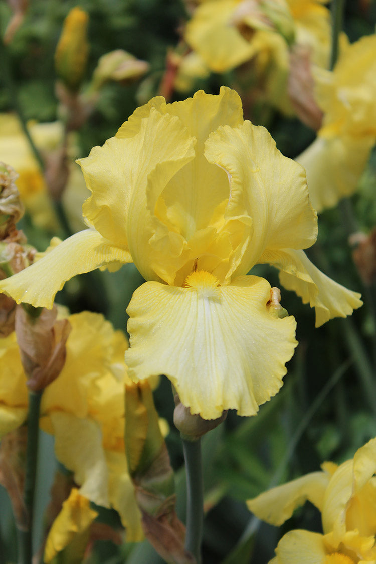 Iris x germanica Harvest of Memories – EVERGREEN
