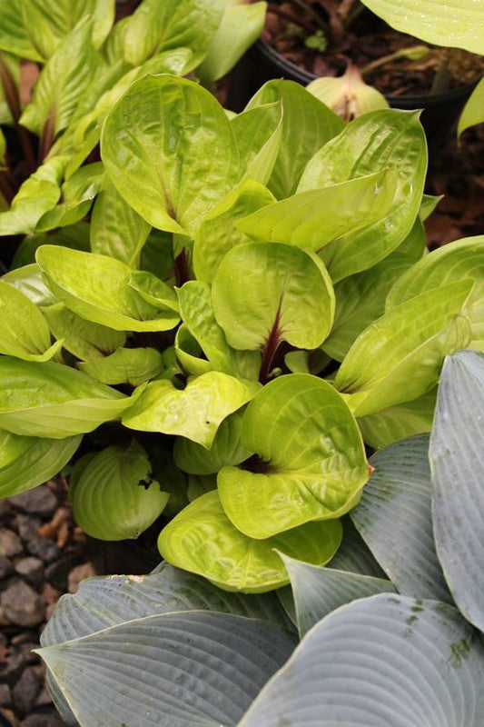 Lemon Snap Hosta Plant – EVERGREEN