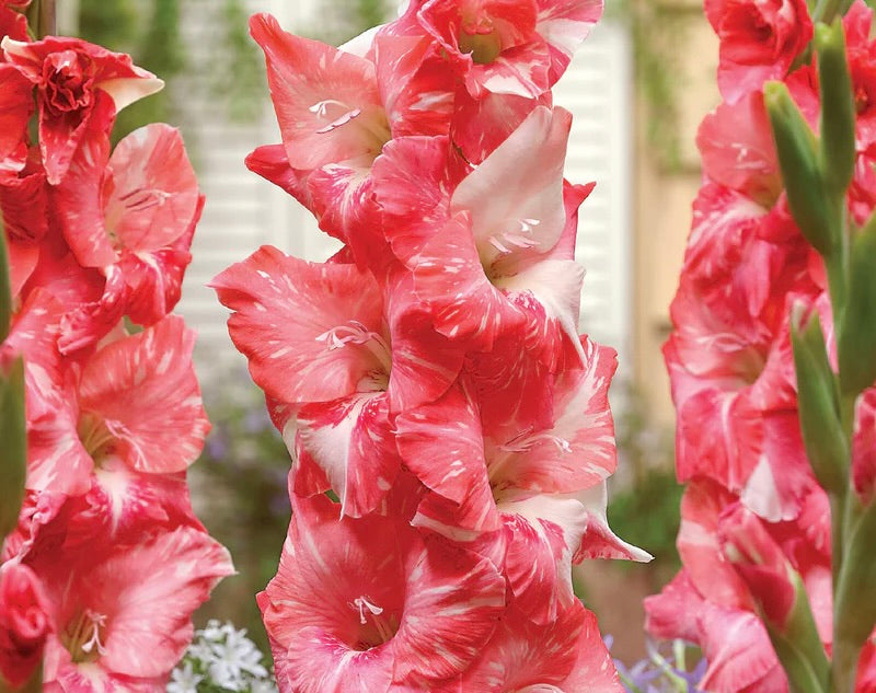 Strawberry Swirl Gladiolus Corms – EVERGREEN