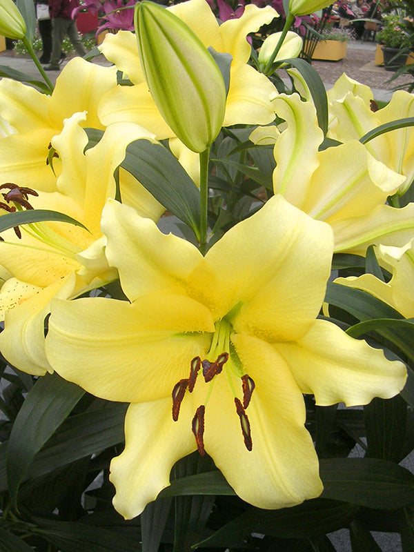 Outback Oriental x Trumpet Hybrid Lily – EVERGREEN