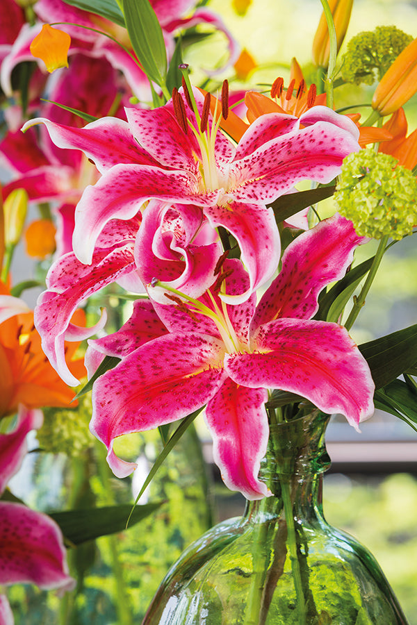Stargazer Oriental Lily – EVERGREEN