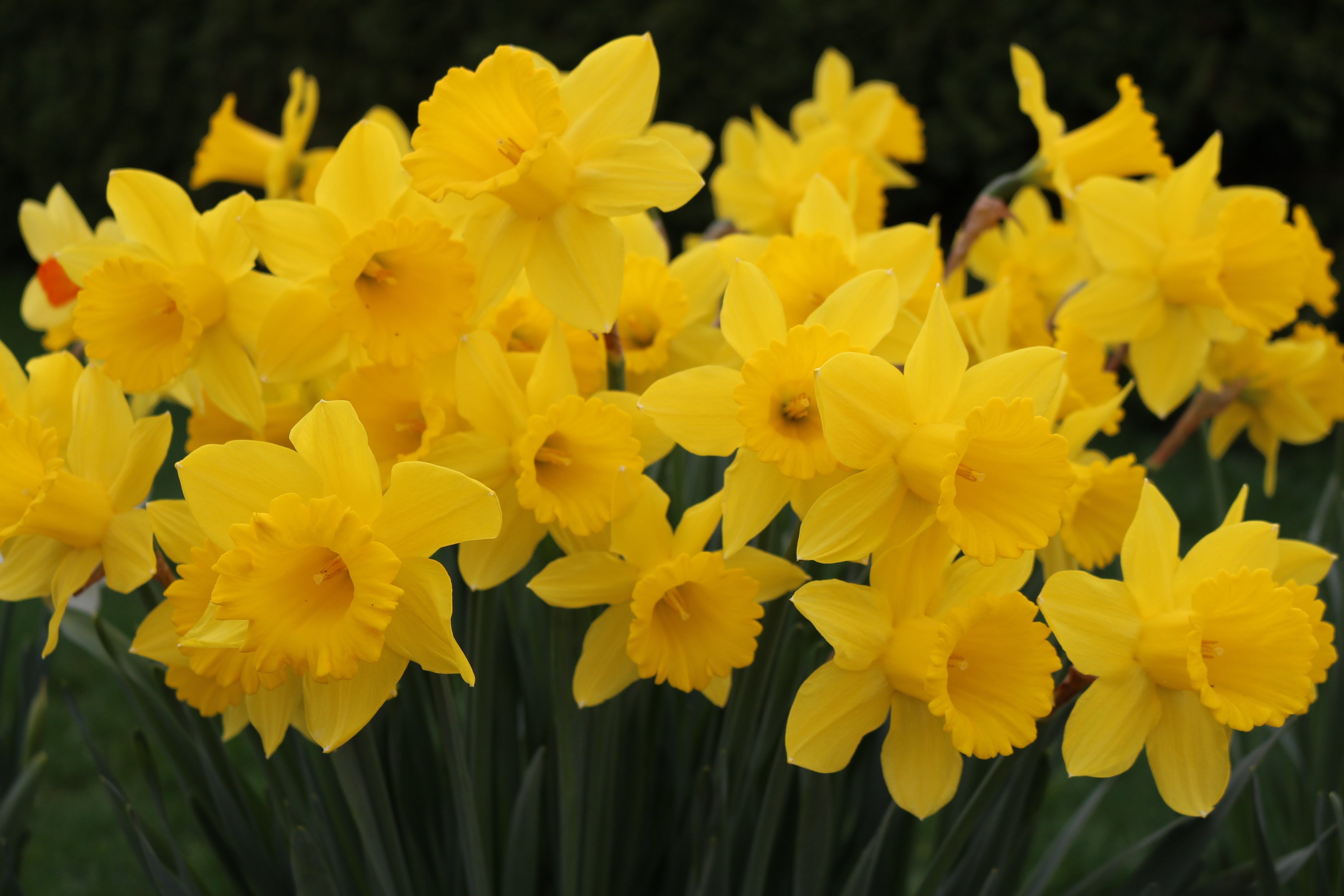 King Alfred Narcissus Bulbs – EVERGREEN