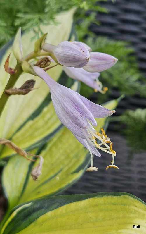 Orange Star Hosta Plant – EVERGREEN