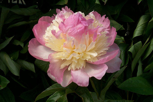 Paeonia Lactiflora Raspberry Sundae – EVERGREEN
