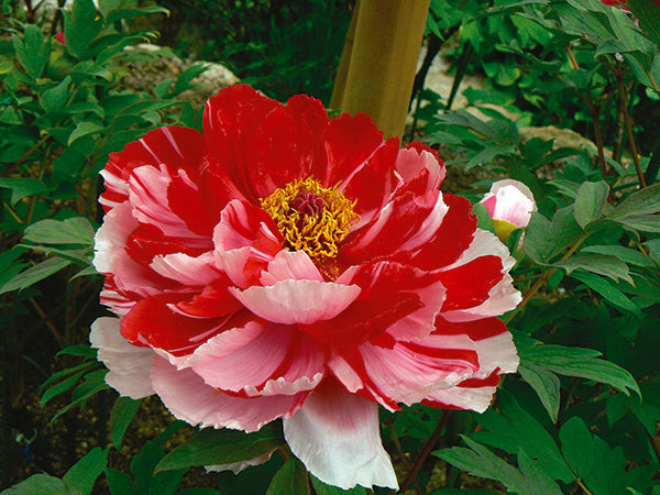 Paeonia Suffruticosa Shima Nishiki Japanese Tree Peony – EVERGREEN