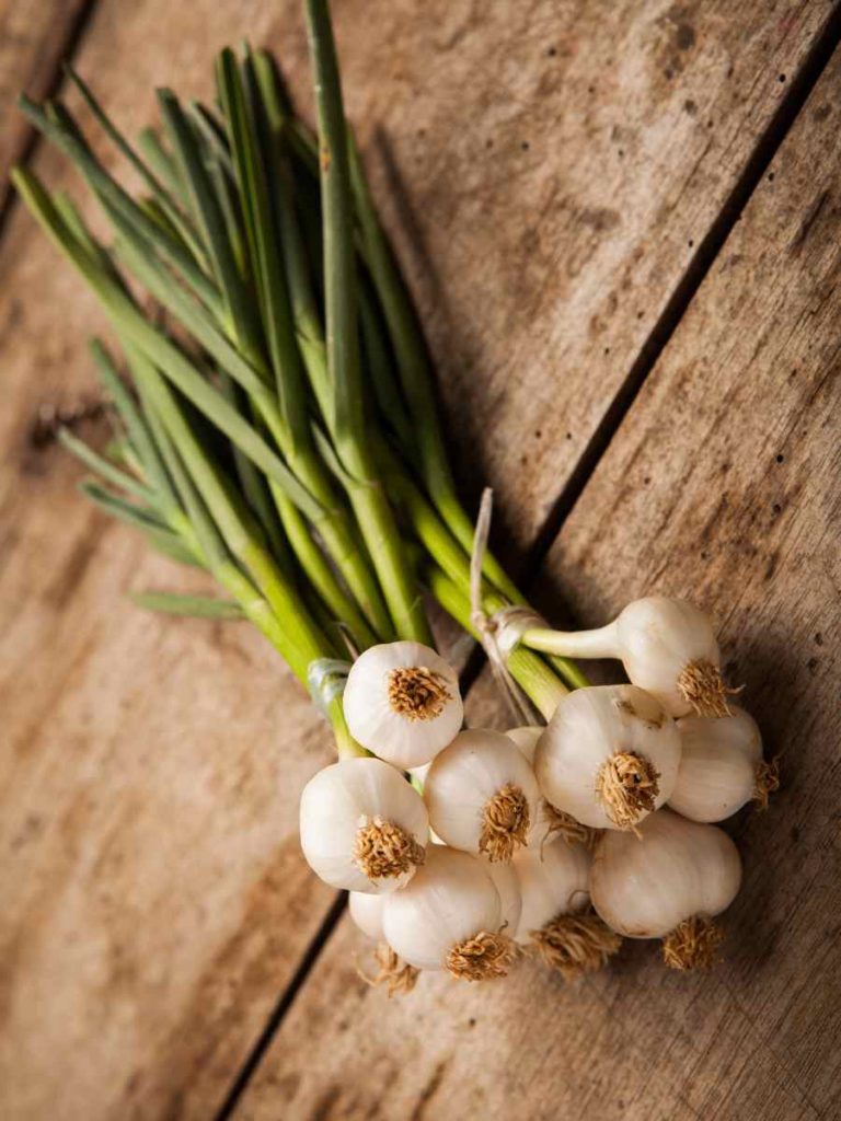 Scallion Onion Sets – EVERGREEN