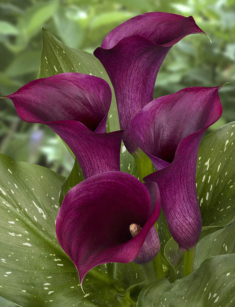 Captain Promise Calla Lily – EVERGREEN