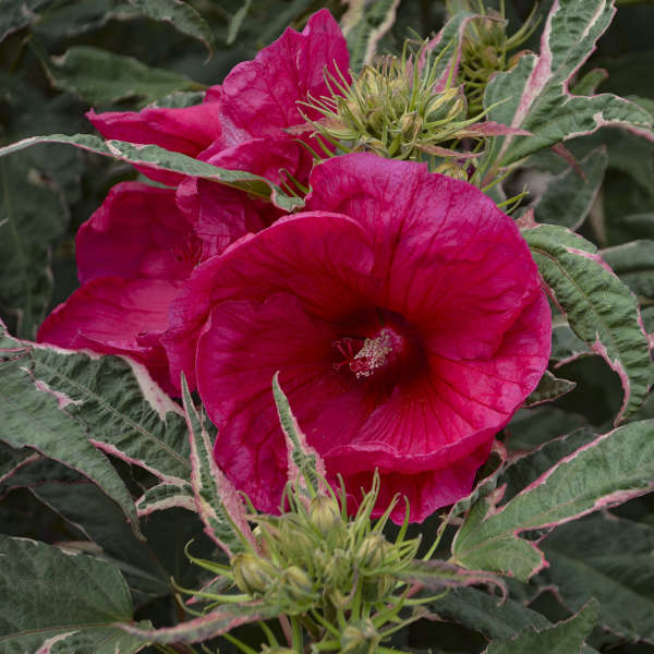 Summer Carnival Rose Mallow Perennial Hibiscus Plants – EVERGREEN
