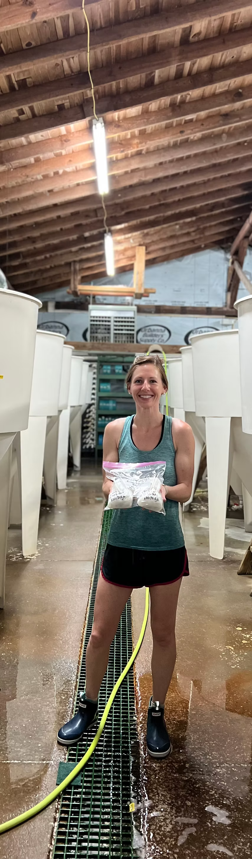 LOLA Oyster Eyed Larvae VA – EVERGREEN