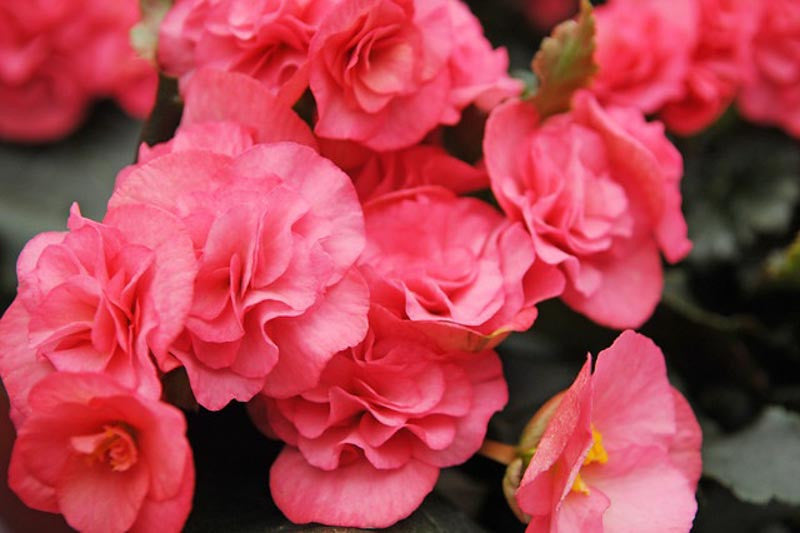 Pink Non Stop Begonia – EVERGREEN