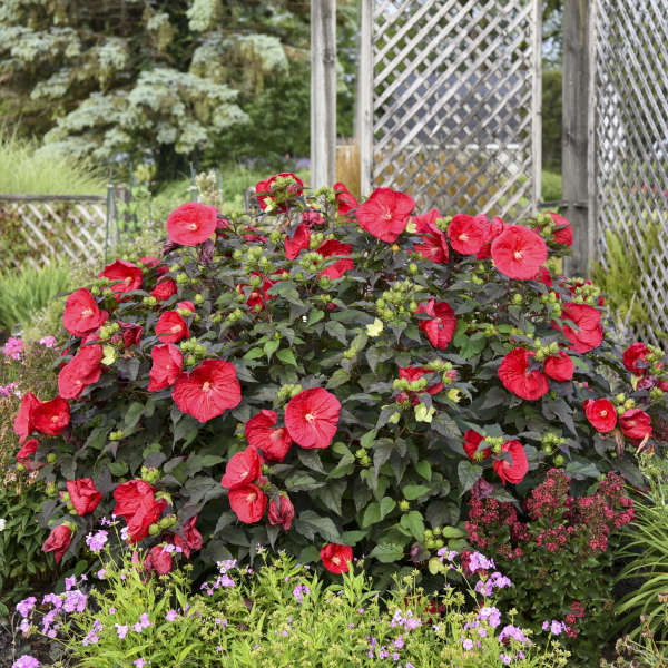 Mars Madness Rose Mallow Perennial Hibiscus Plants – EVERGREEN