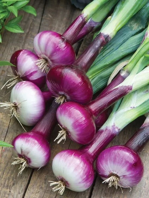 Red Cippolini Onion – EVERGREEN