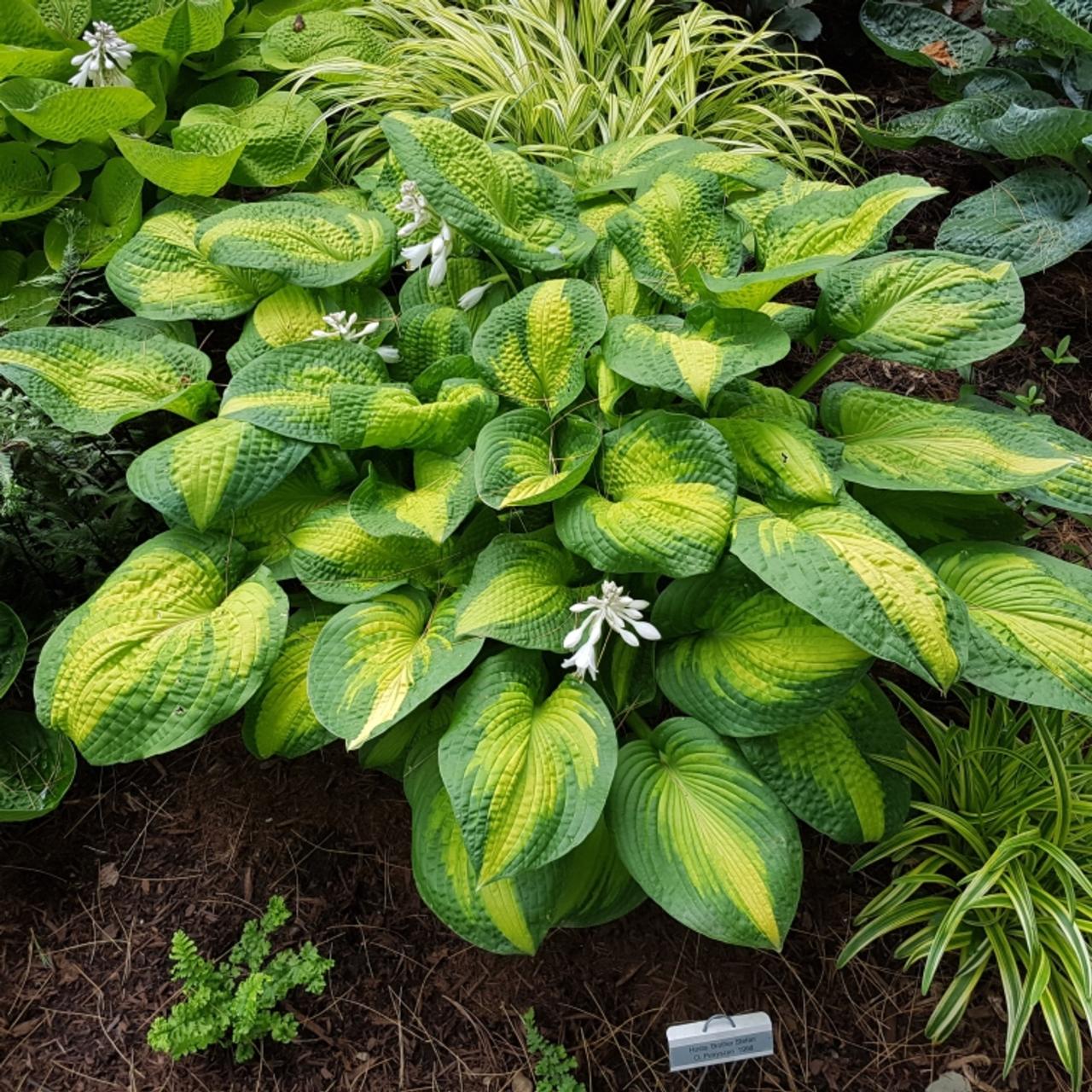 Brother Stephan Hosta Plant – EVERGREEN